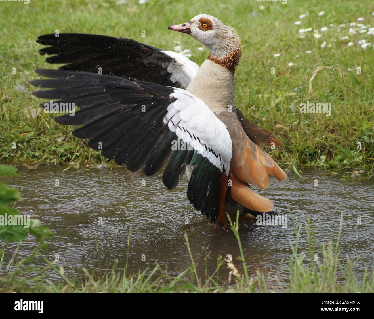 Goose beak hi-res stock photography and images - Alamy