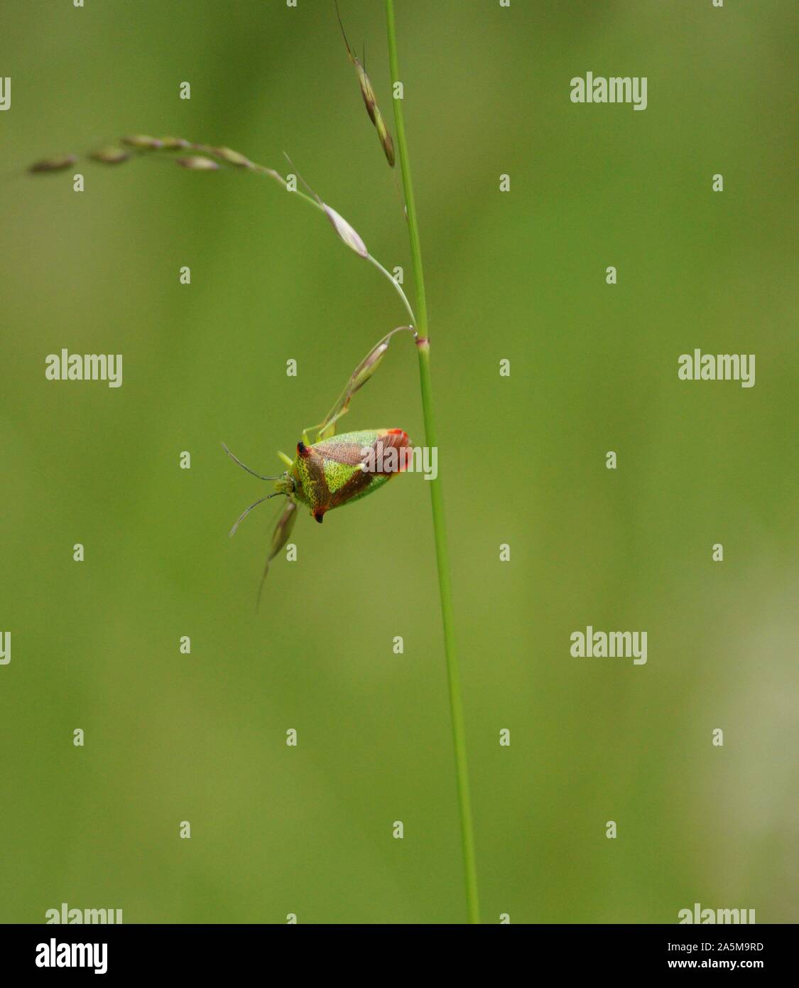 Insect of ecosystem hi-res stock photography and images - Alamy