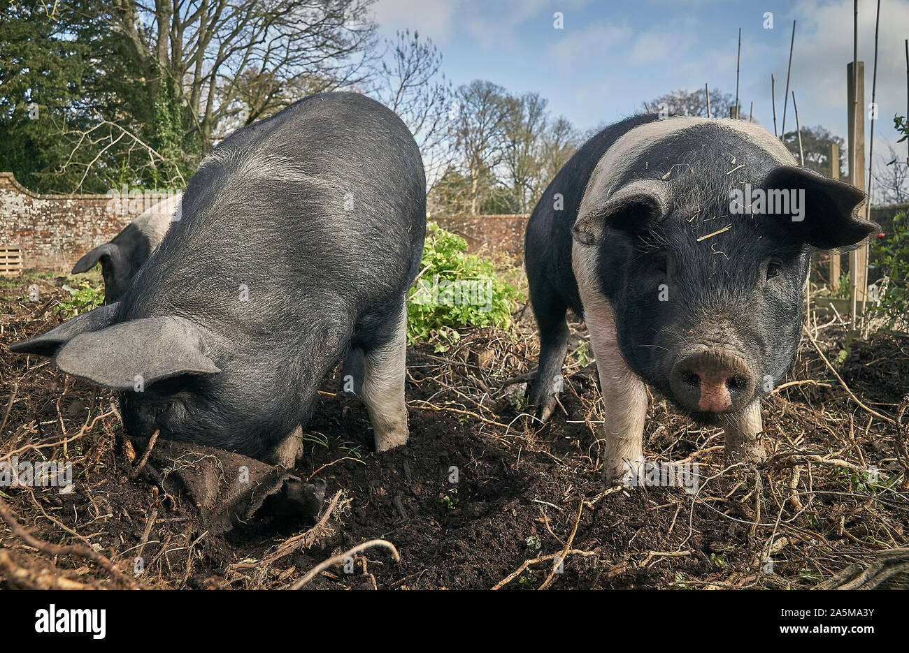 Saddleback pigs hi-res stock photography and images - Alamy