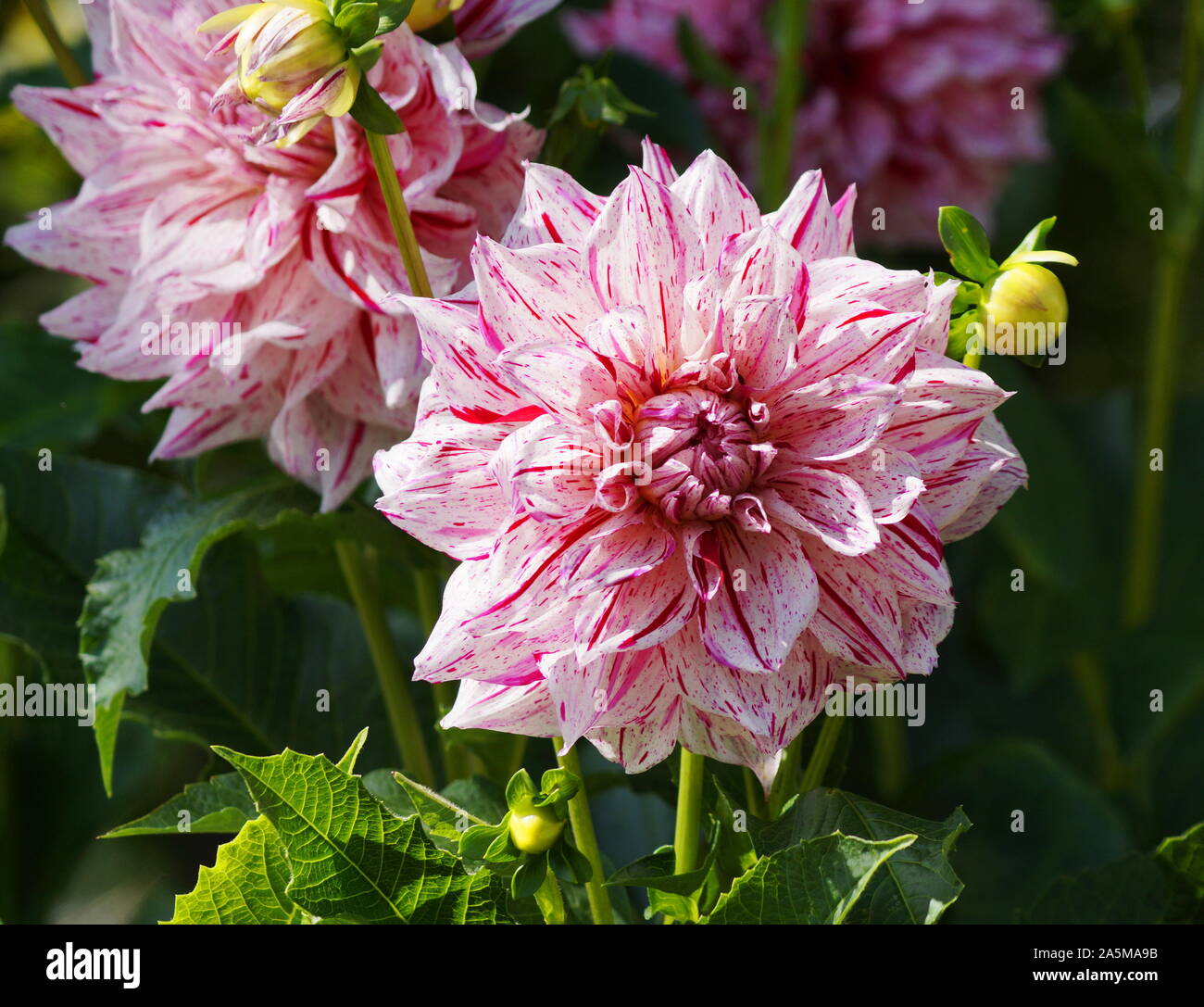 Welcome card with dahlia hi-res stock photography and images - Alamy