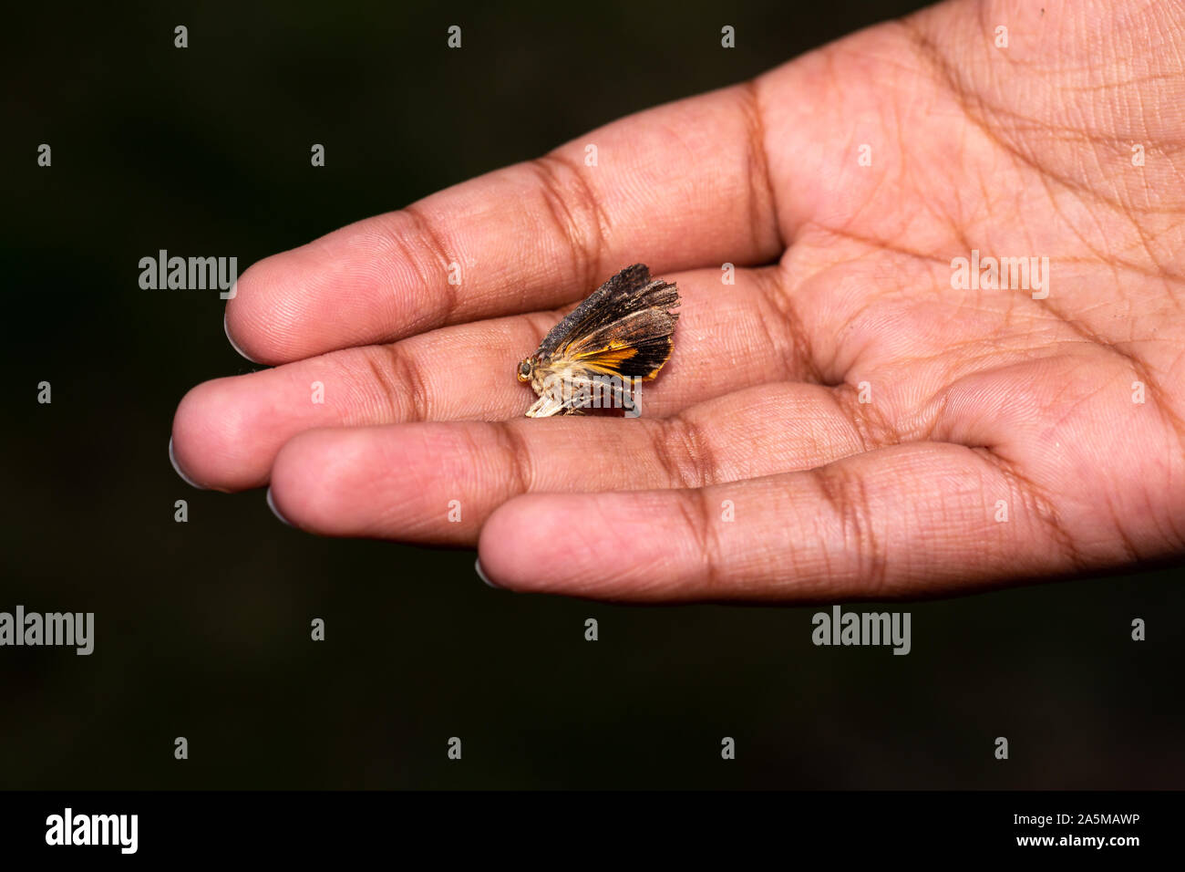 Human palm hi-res stock photography and images - Alamy