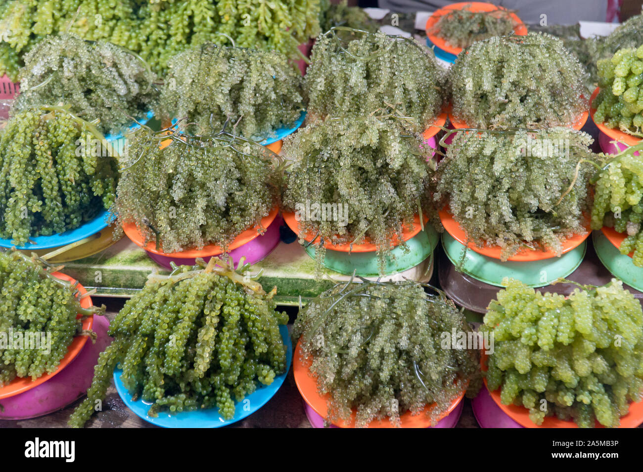 Close-up of freshly harvested green seaweed in portions on plates sold ...