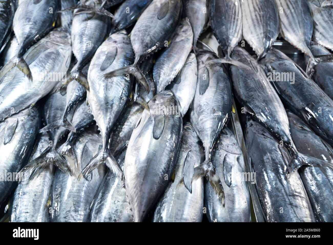 Tuna on the counter. Fresh fish counter - raw tuna in a row, top view ...