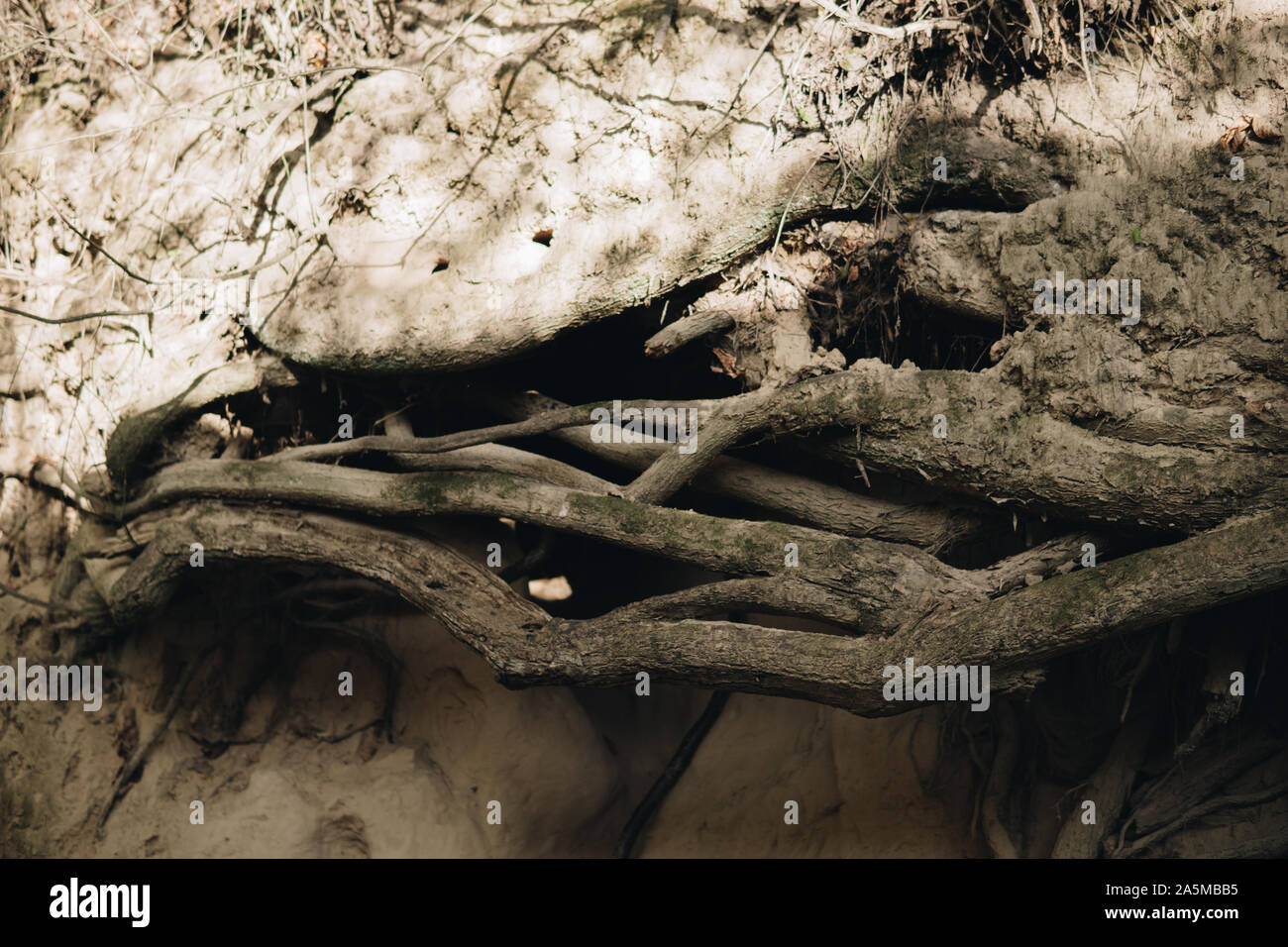 Gully root hi-res stock photography and images - Alamy