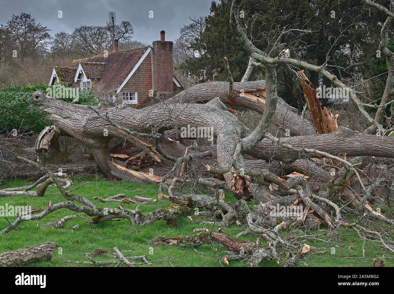 Large fallen old oak tree after a storm Stock Photo - Alamy