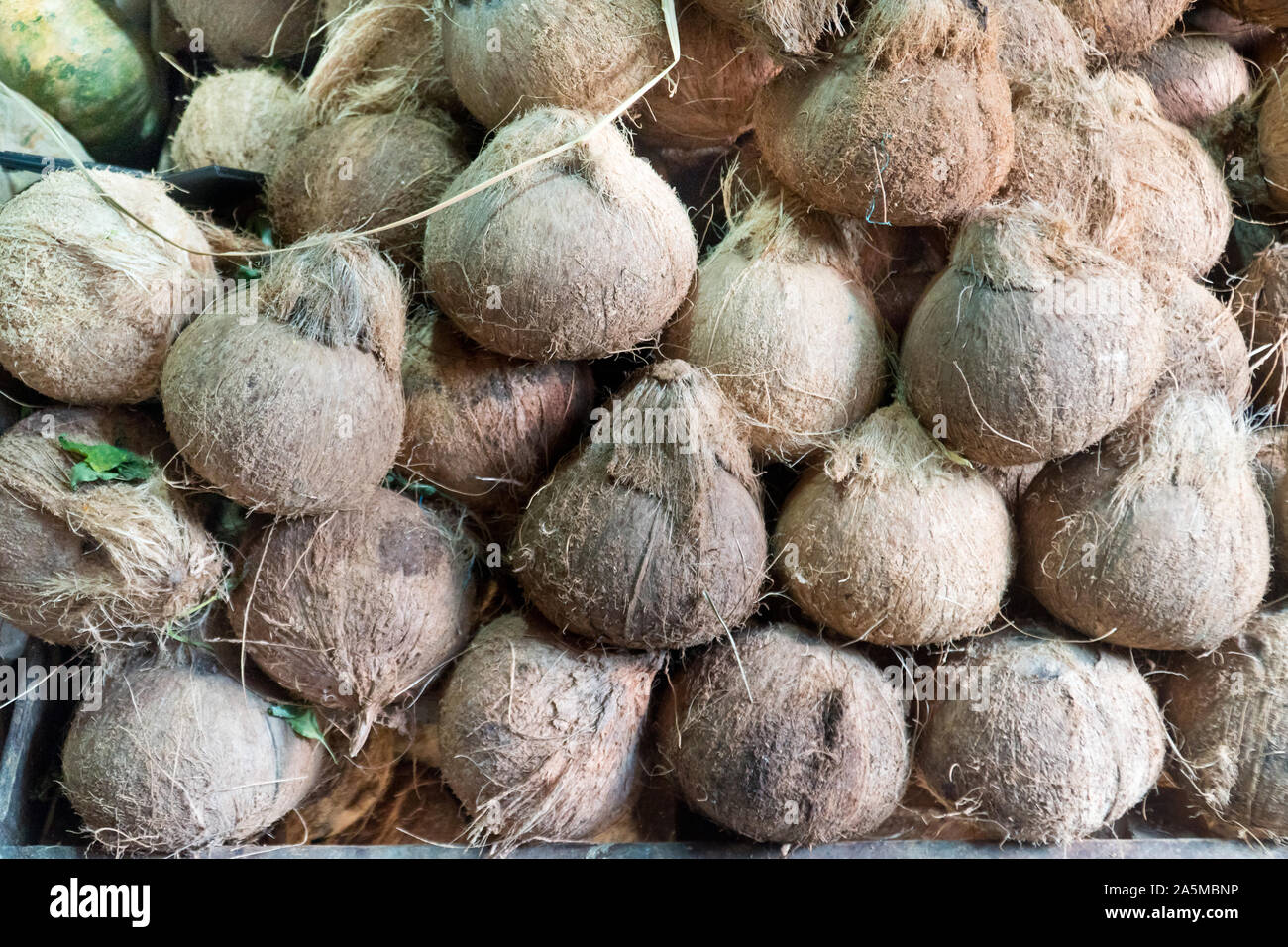 Coconuts on the counter. Coconuts on a street counter in Asia Stock ...