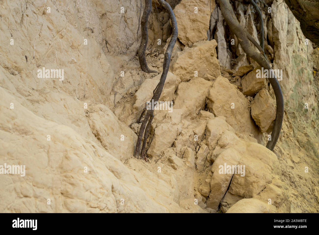 Gully root hi-res stock photography and images - Alamy