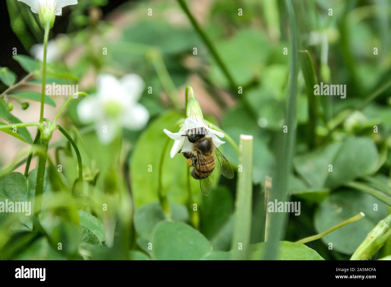Asuncion, Paraguay. 31st June, 2006. A honey bee feasts on blooming ...