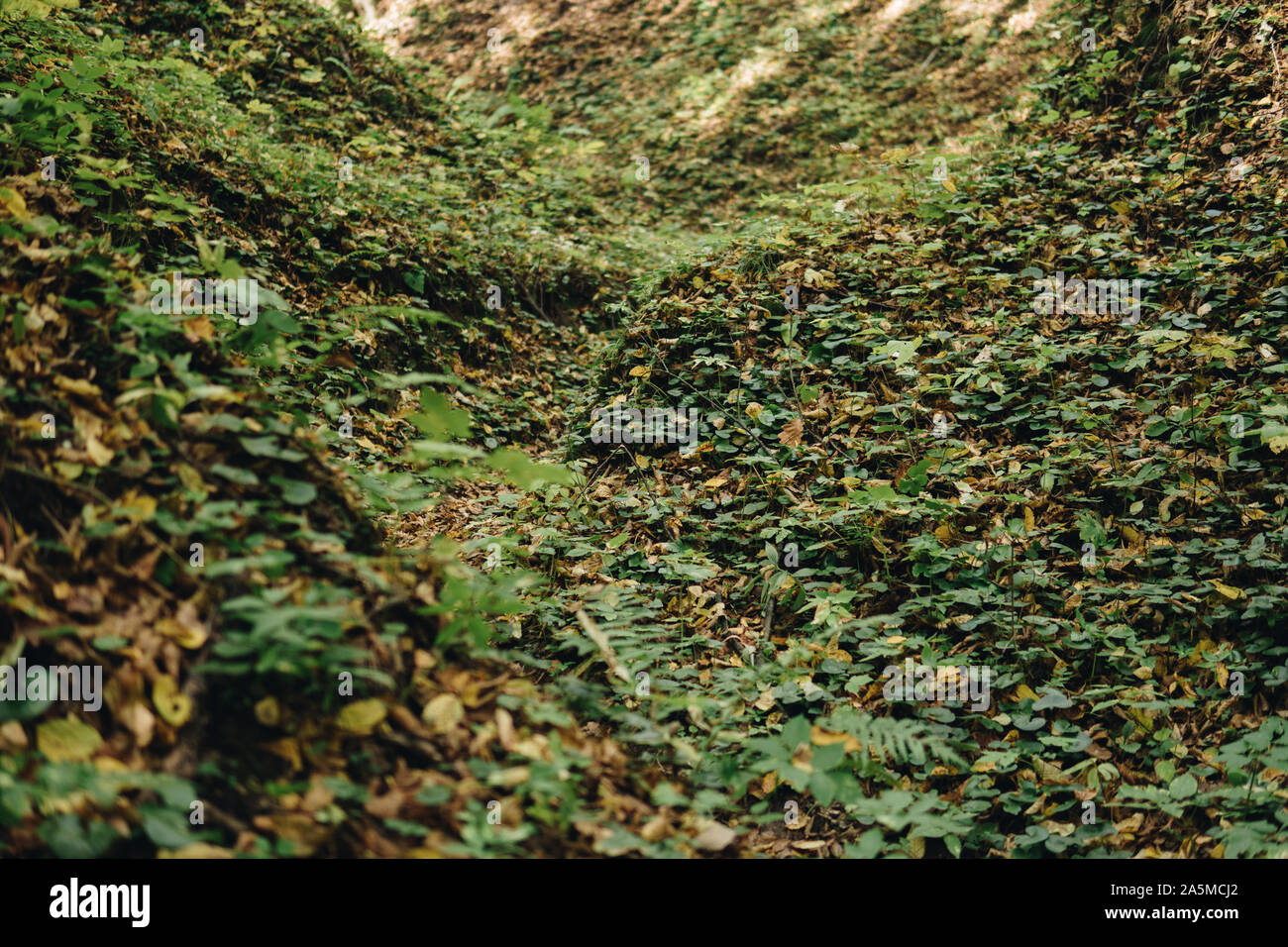 path on a bottom of a gully landform formed in loess rock in Kazimierz ...