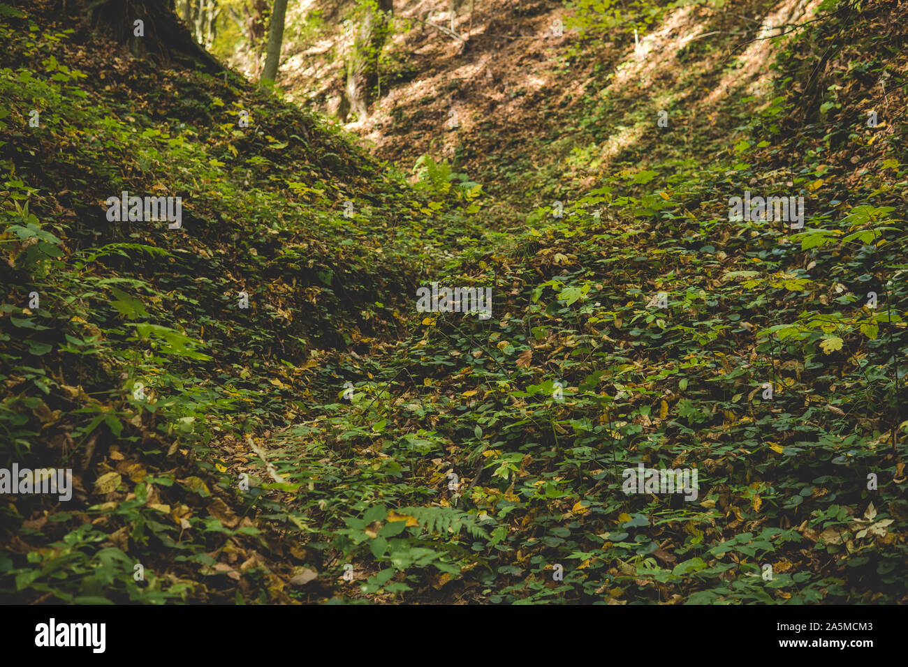 path on a bottom of a gully landform formed in loess rock in Kazimierz ...
