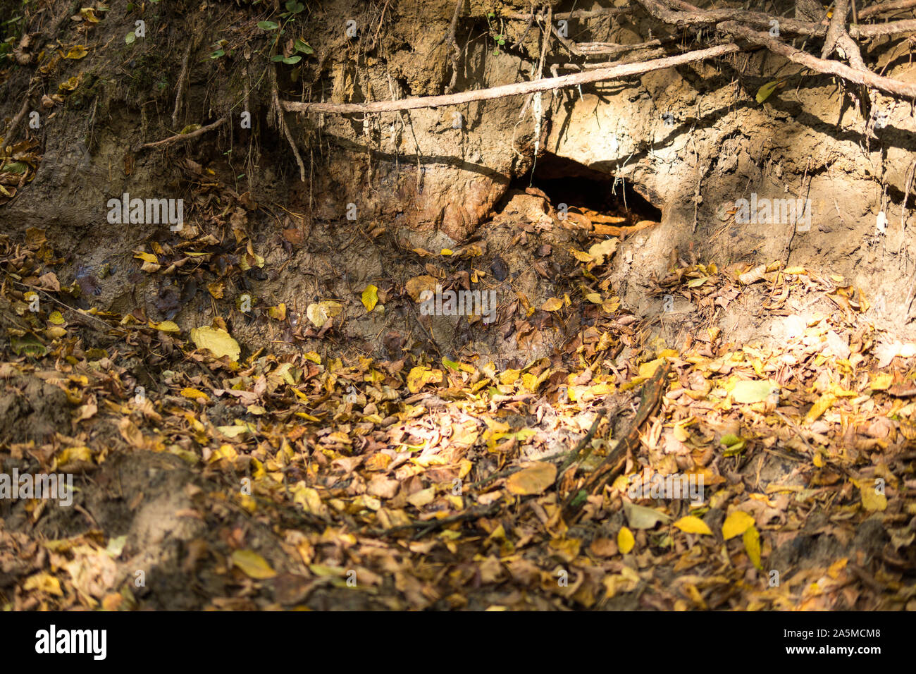 natural spring on a slope of a gully landform in formed in loess rocks ...
