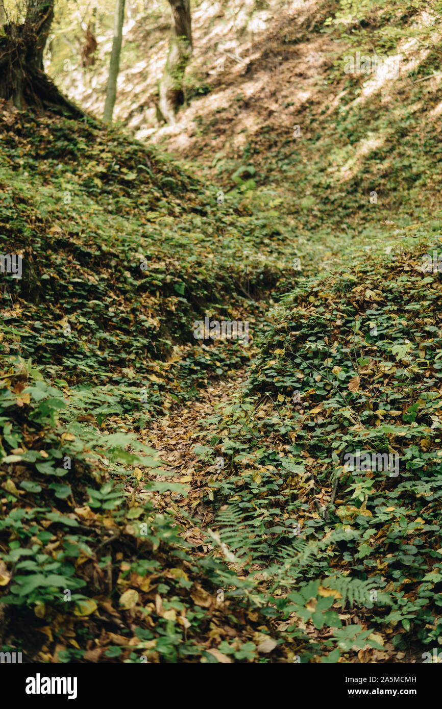 path on a bottom of a gully landform formed in loess rock in Kazimierz ...