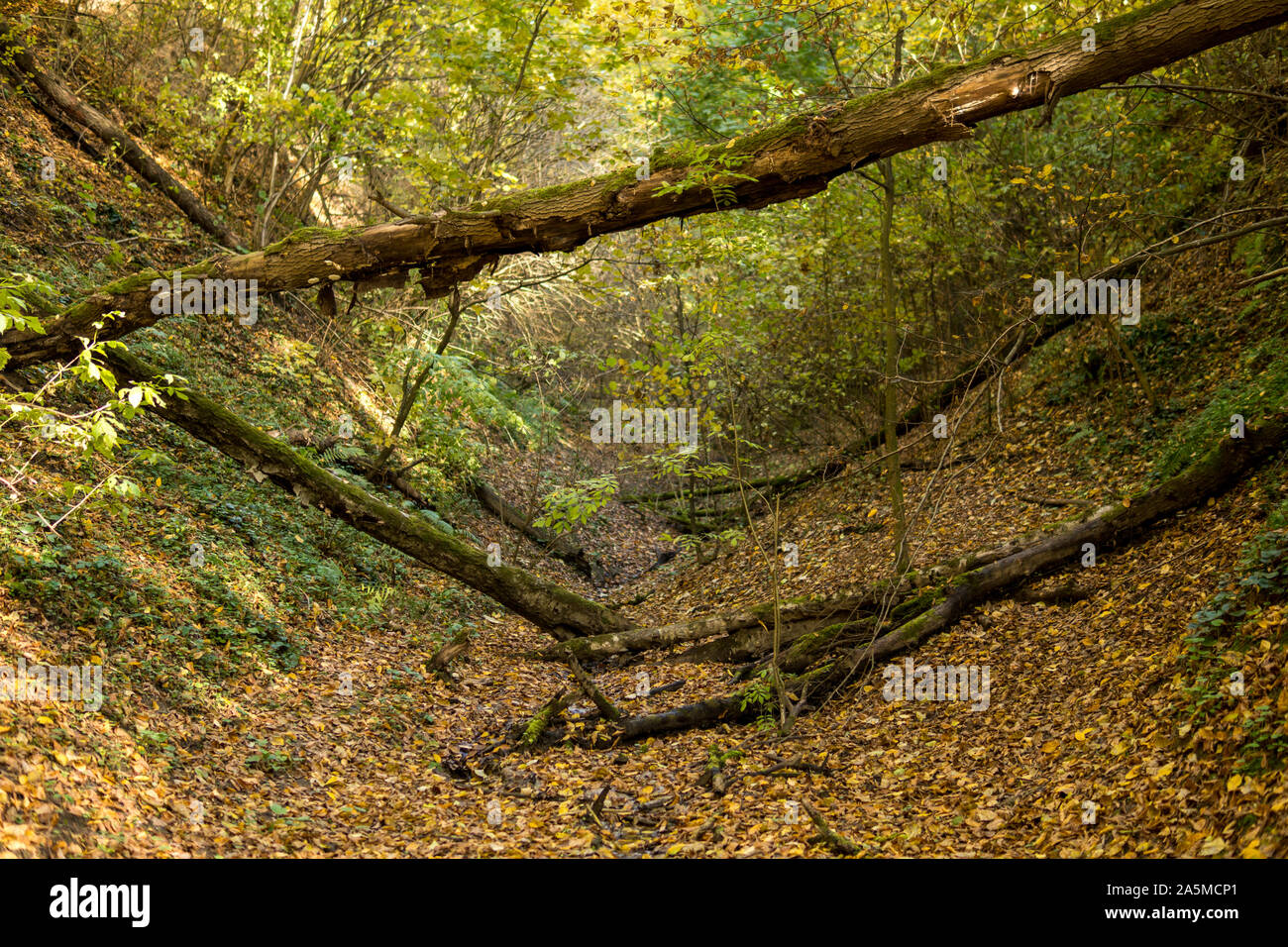 bottom of a gully landform formed in loess rock with fallen trees ...