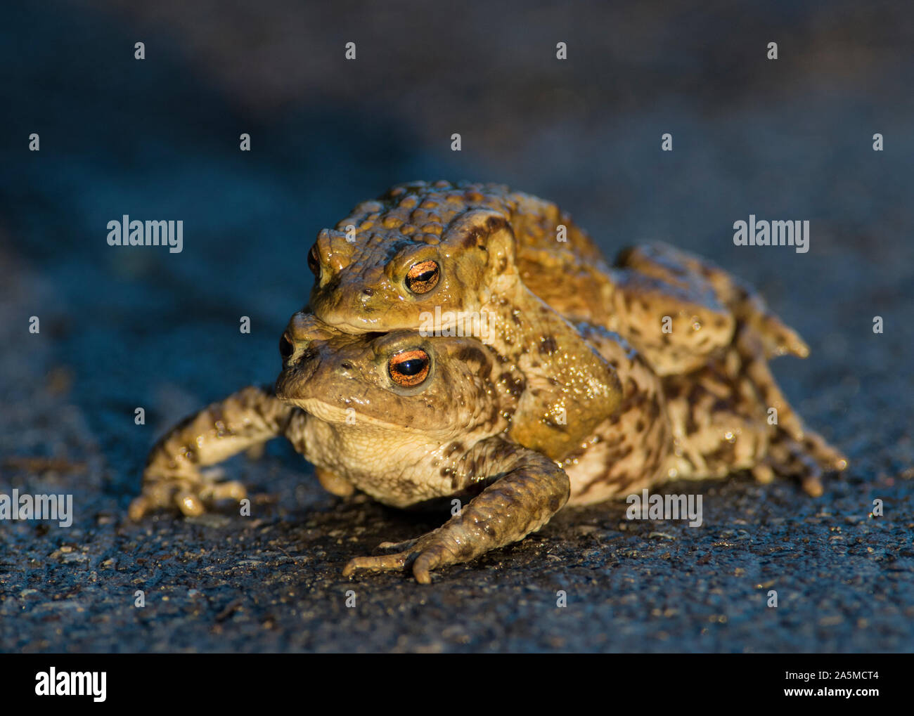 Frogs and toads yorkshire hi-res stock photography and images - Alamy
