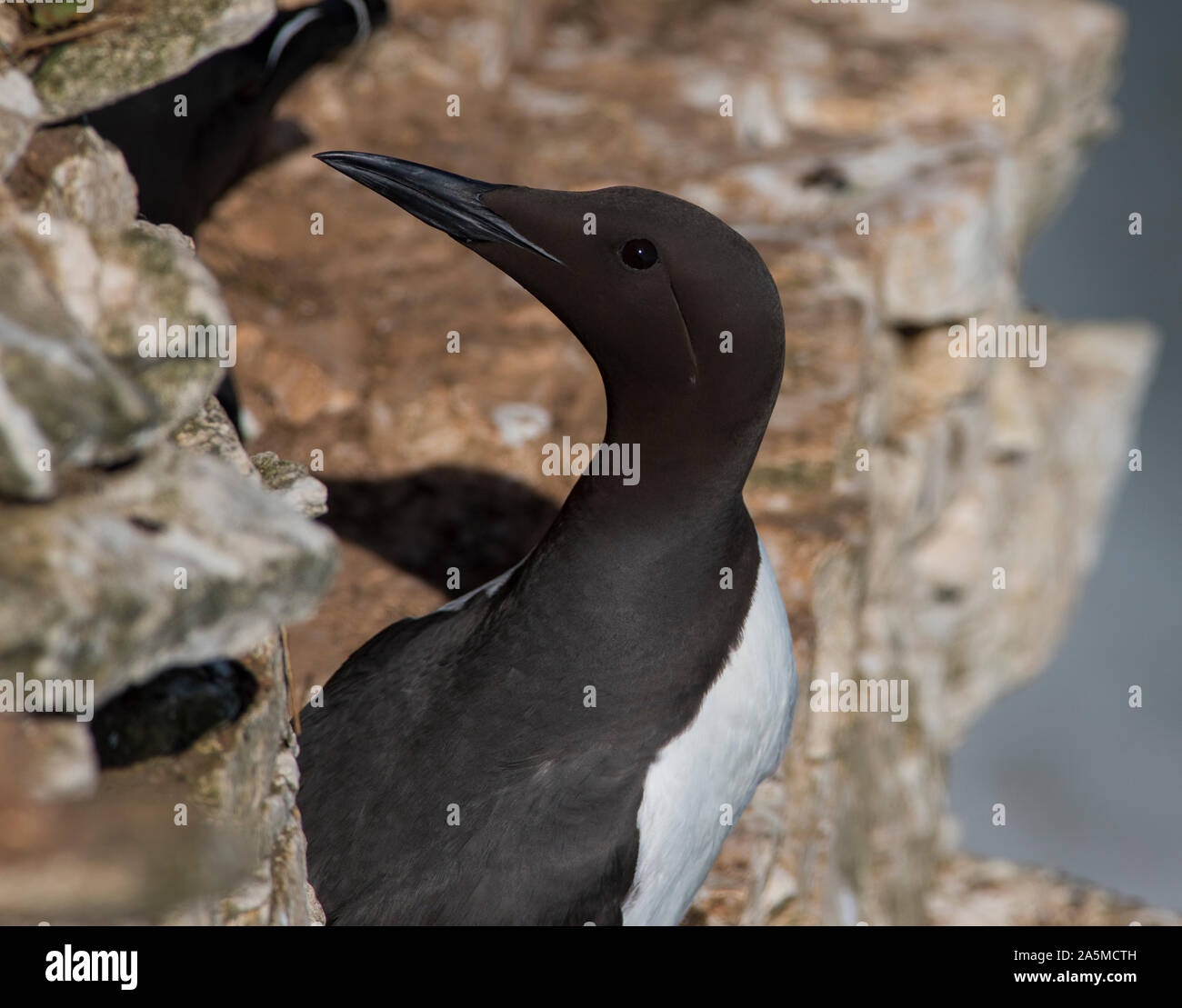 Common Guillemot (Uria aalge) also known as Common Murre and Thin ...