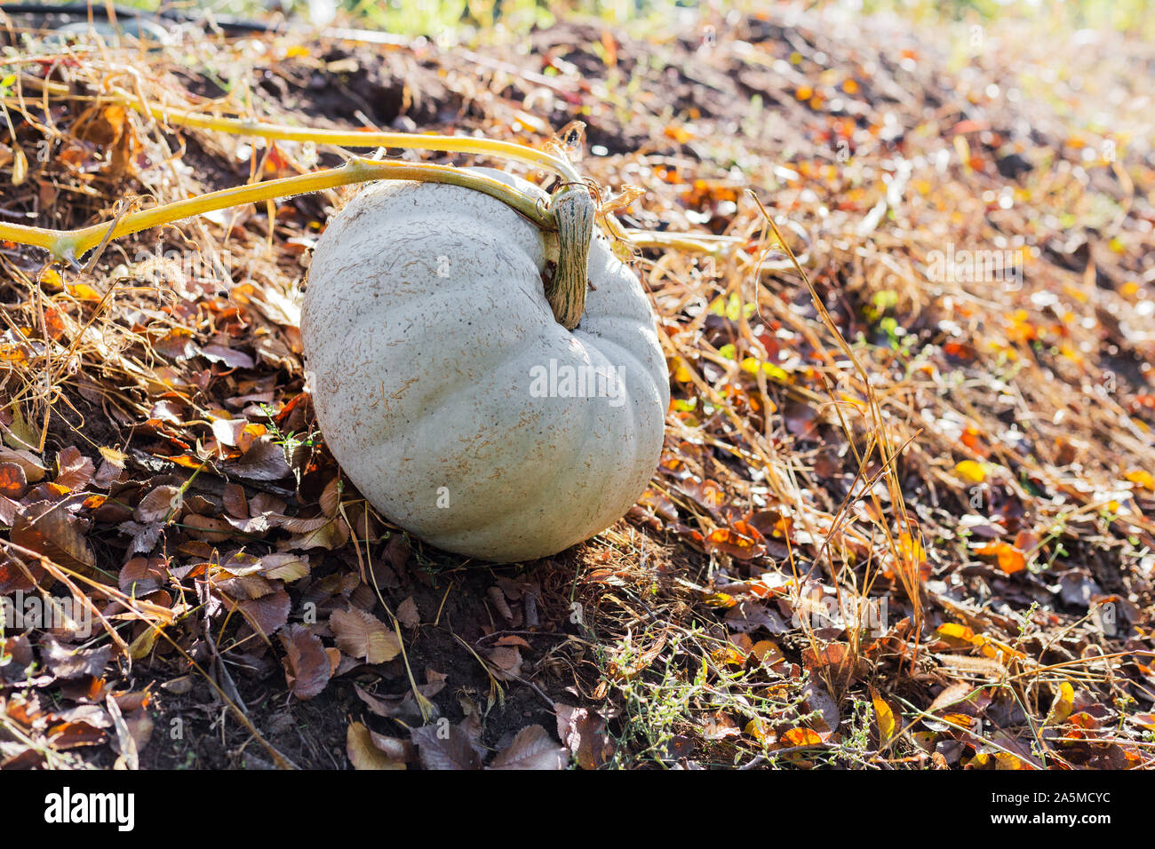 Pumpkin In field at Sunset, autumn harvest. Photo pumpkin grows in the ...