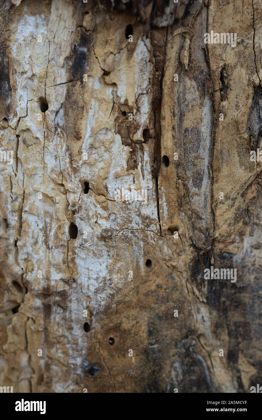 A rotten tree trunk with wormholes. Creative vintage background. The ...