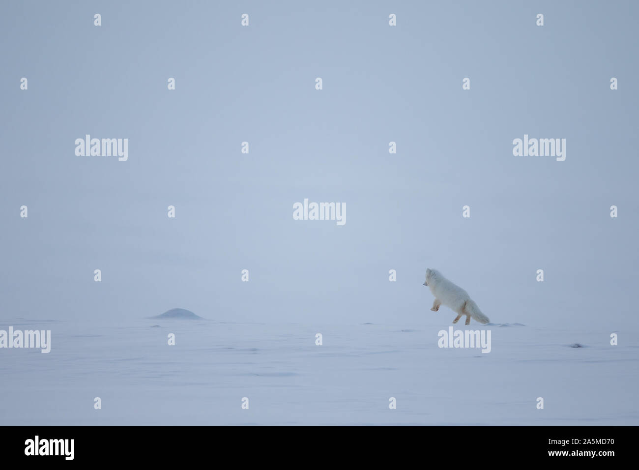 Arctic fox, Vulpes lagopus, jumping on the snow Stock Photo - Alamy