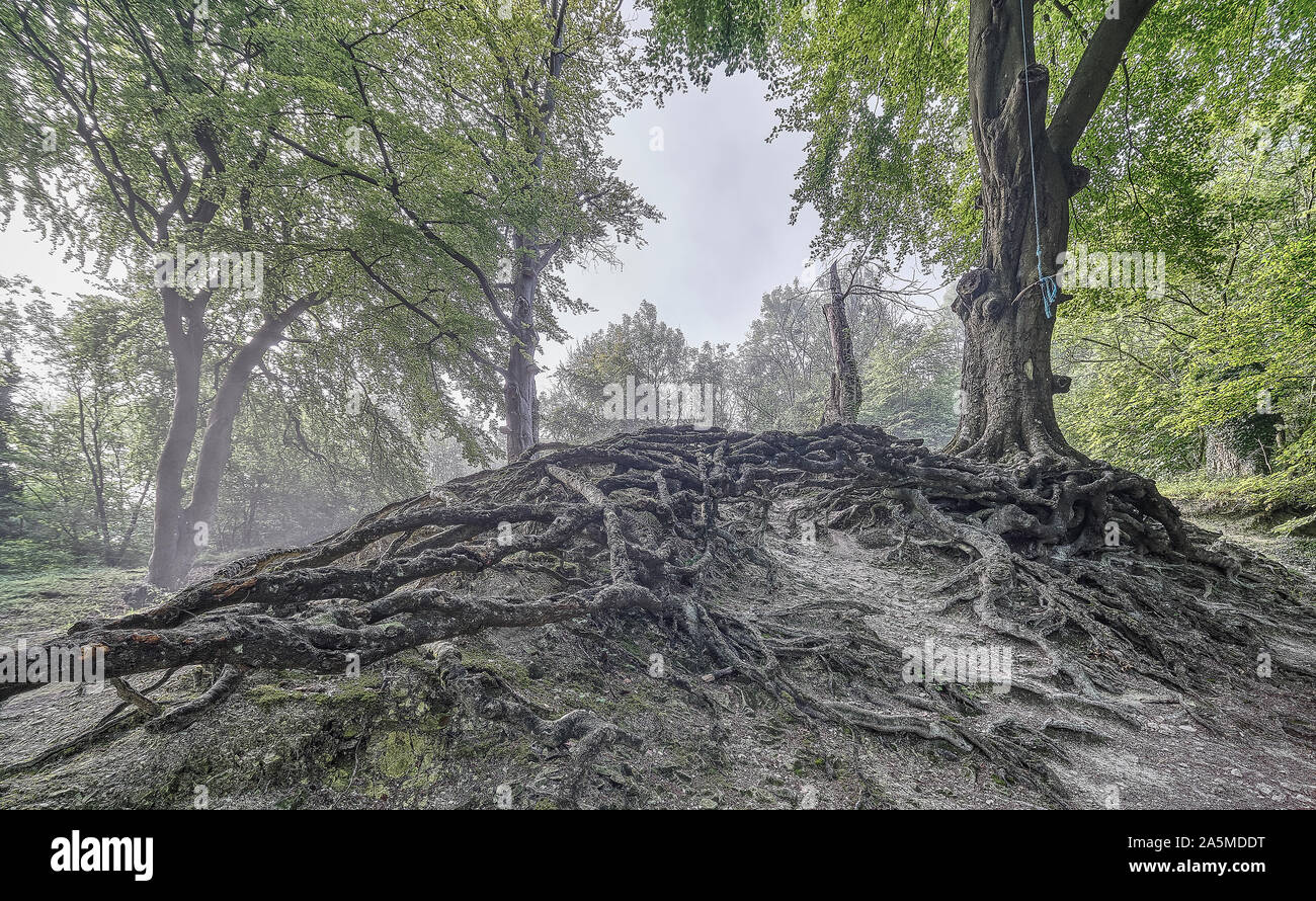 Old woodland hi-res stock photography and images - Alamy