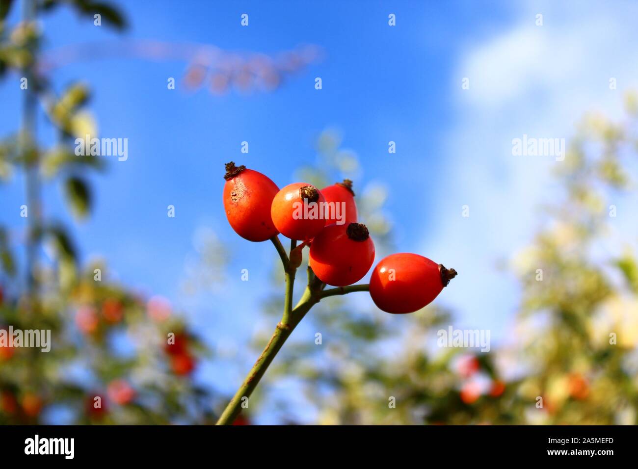 The picture shows rose hips in the summer Stock Photo - Alamy