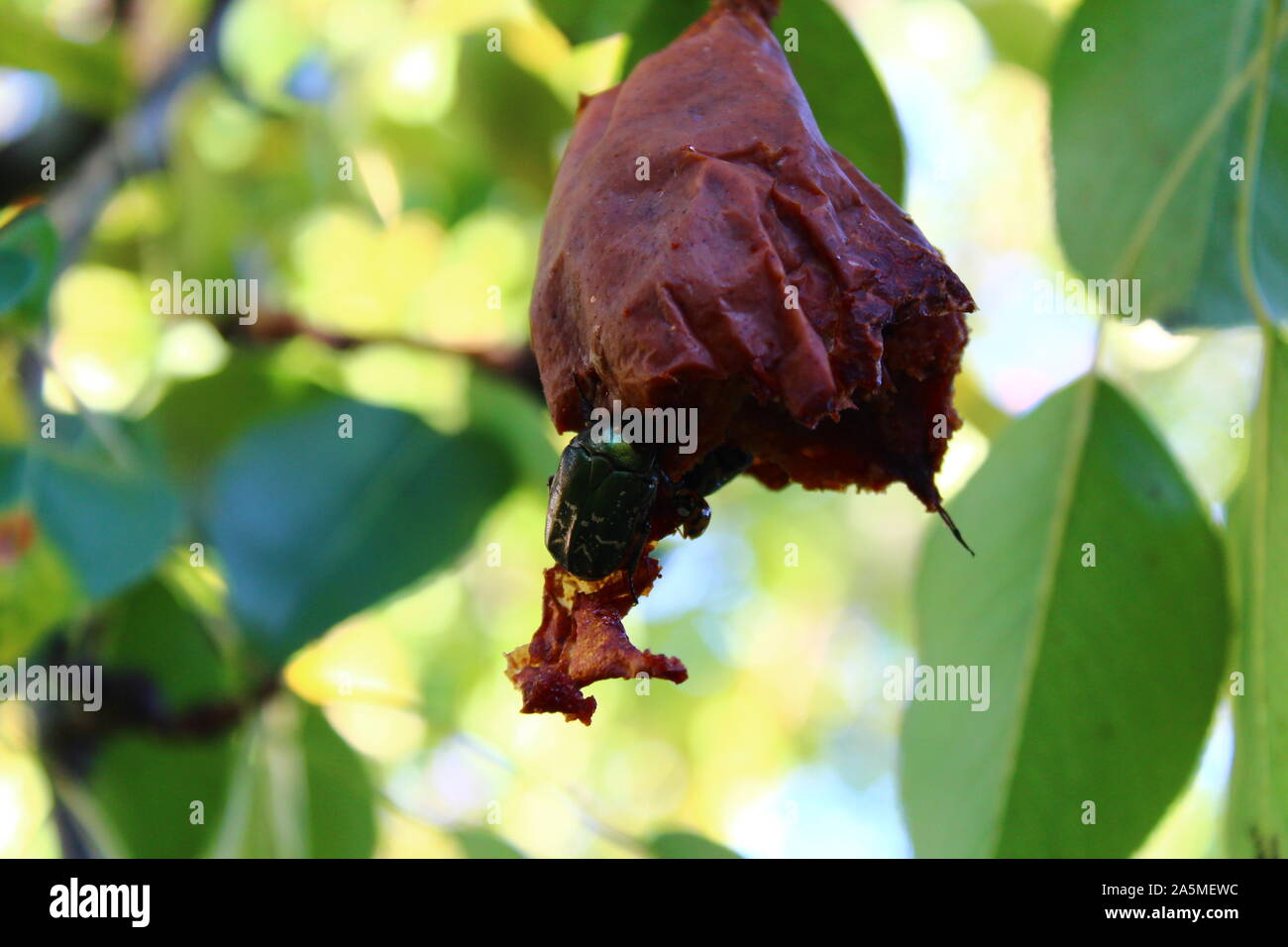 Rotten pear hi-res stock photography and images - Alamy