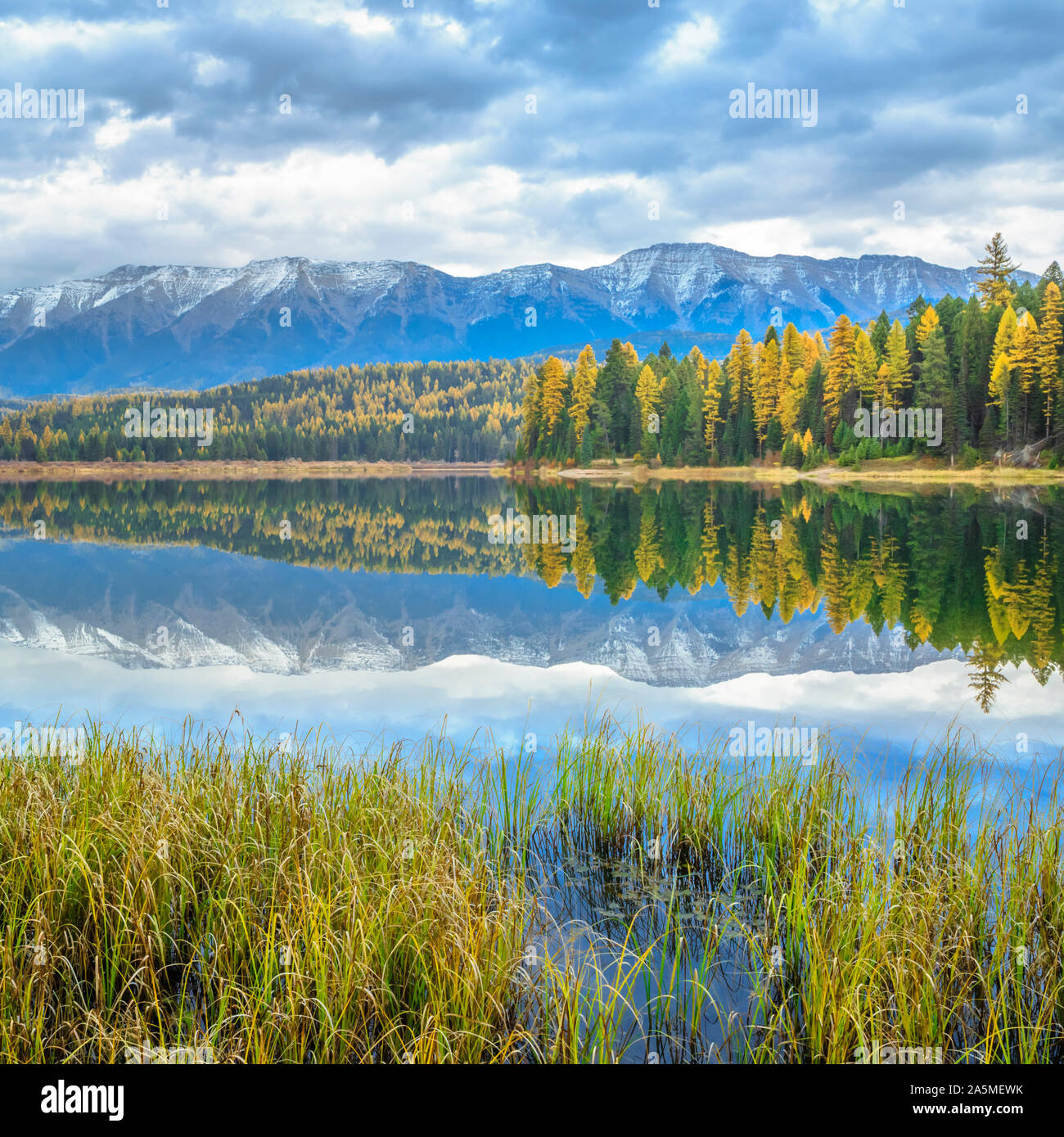 larch in fall color along rainy lake below the swan range in western ...