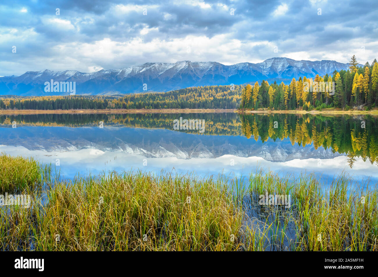 larch in fall color along rainy lake below the swan range in western ...