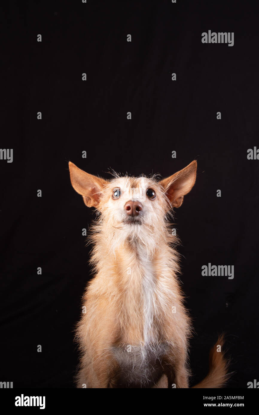 cute light brown podenco with black background Stock Photo - Alamy