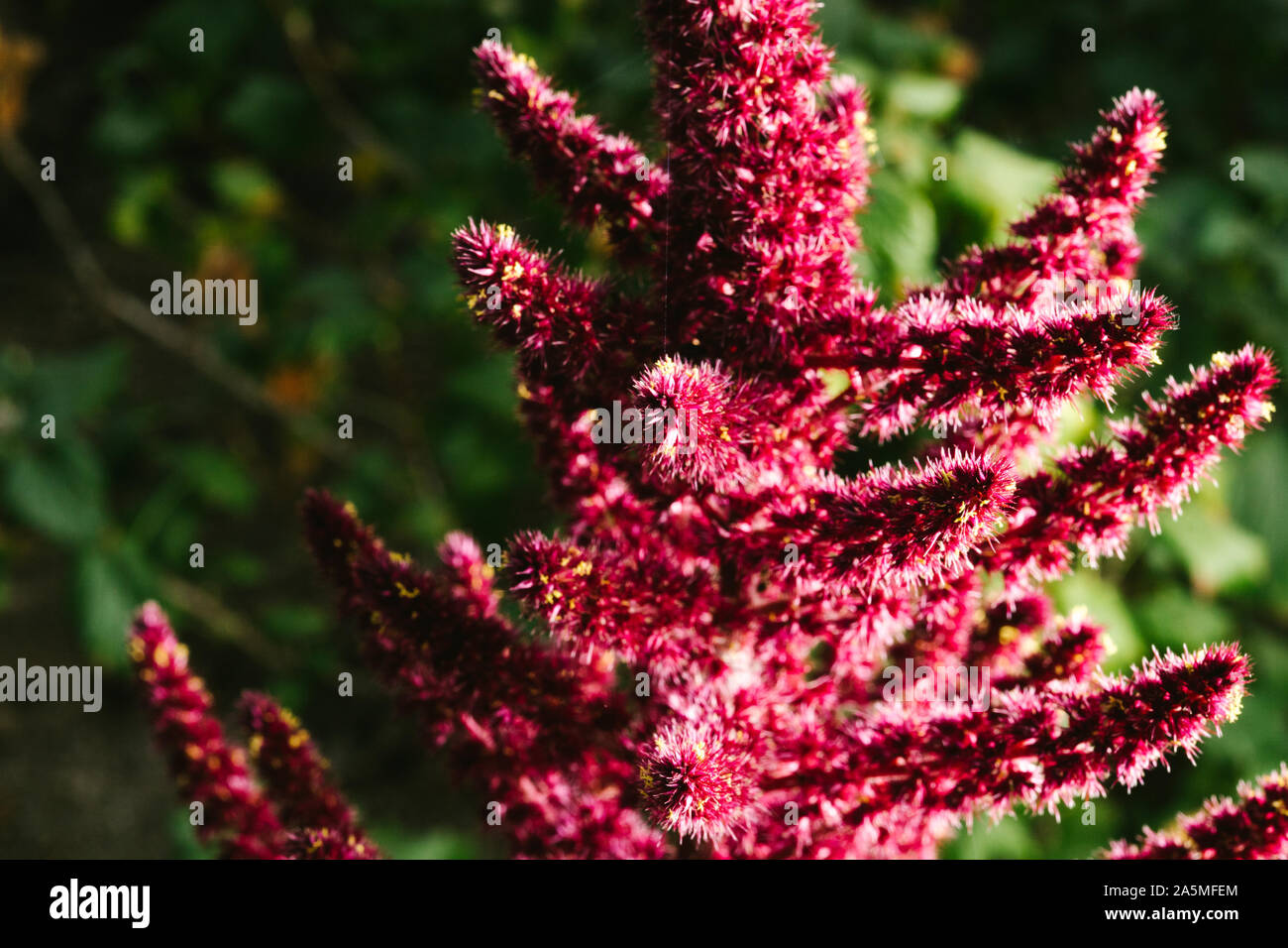 Amaranth is cultivated as leaf vegetables, cereals and ornamental ...