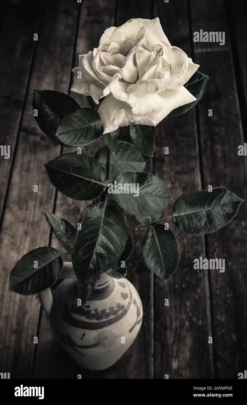 still-life with lone White Rose Stock Photo - Alamy