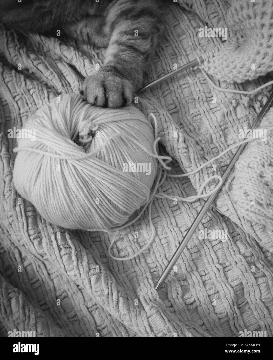 Still life domestic Black and White Stock Photos & Images - Alamy