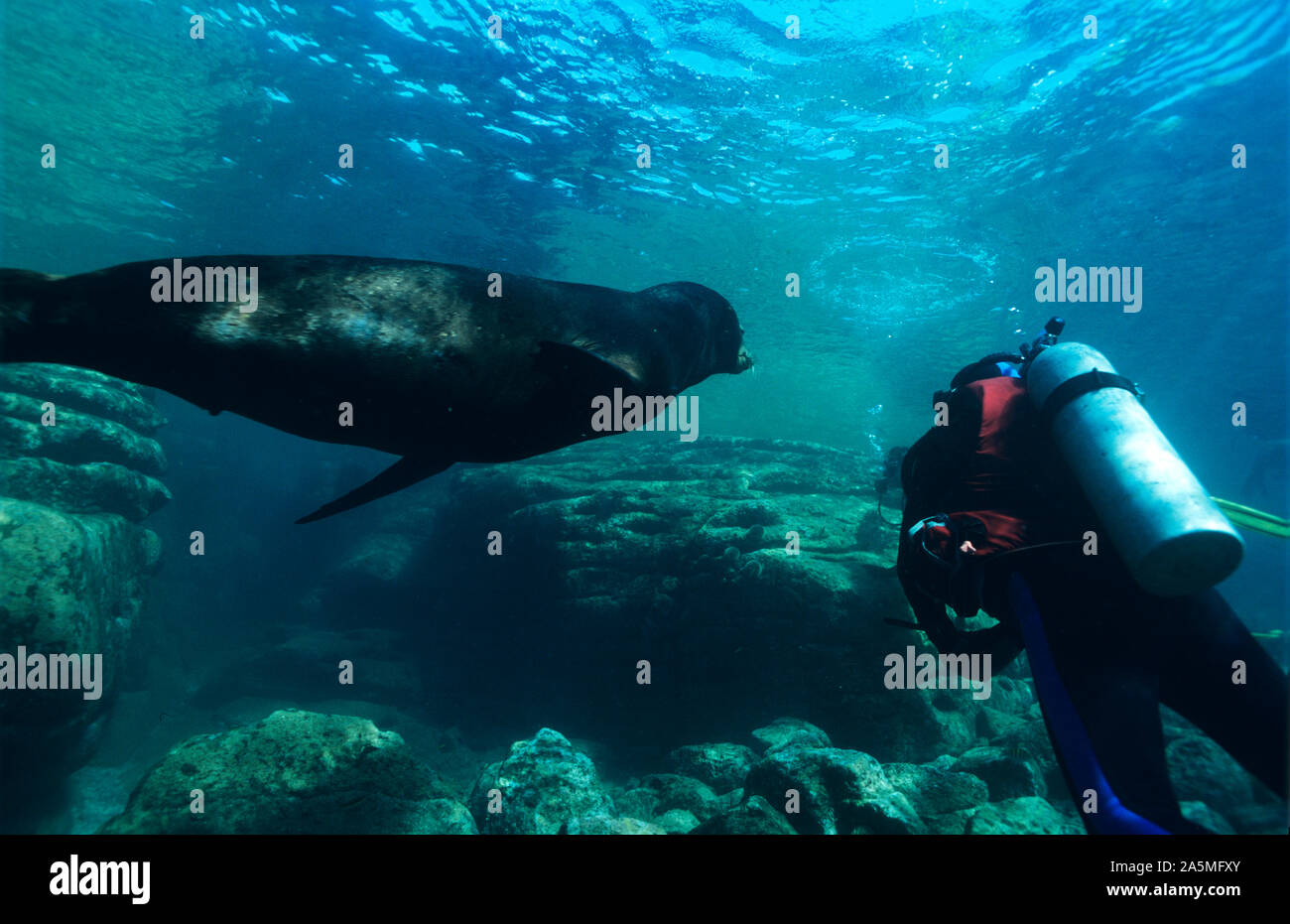 The ocean food chain hi-res stock photography and images - Alamy