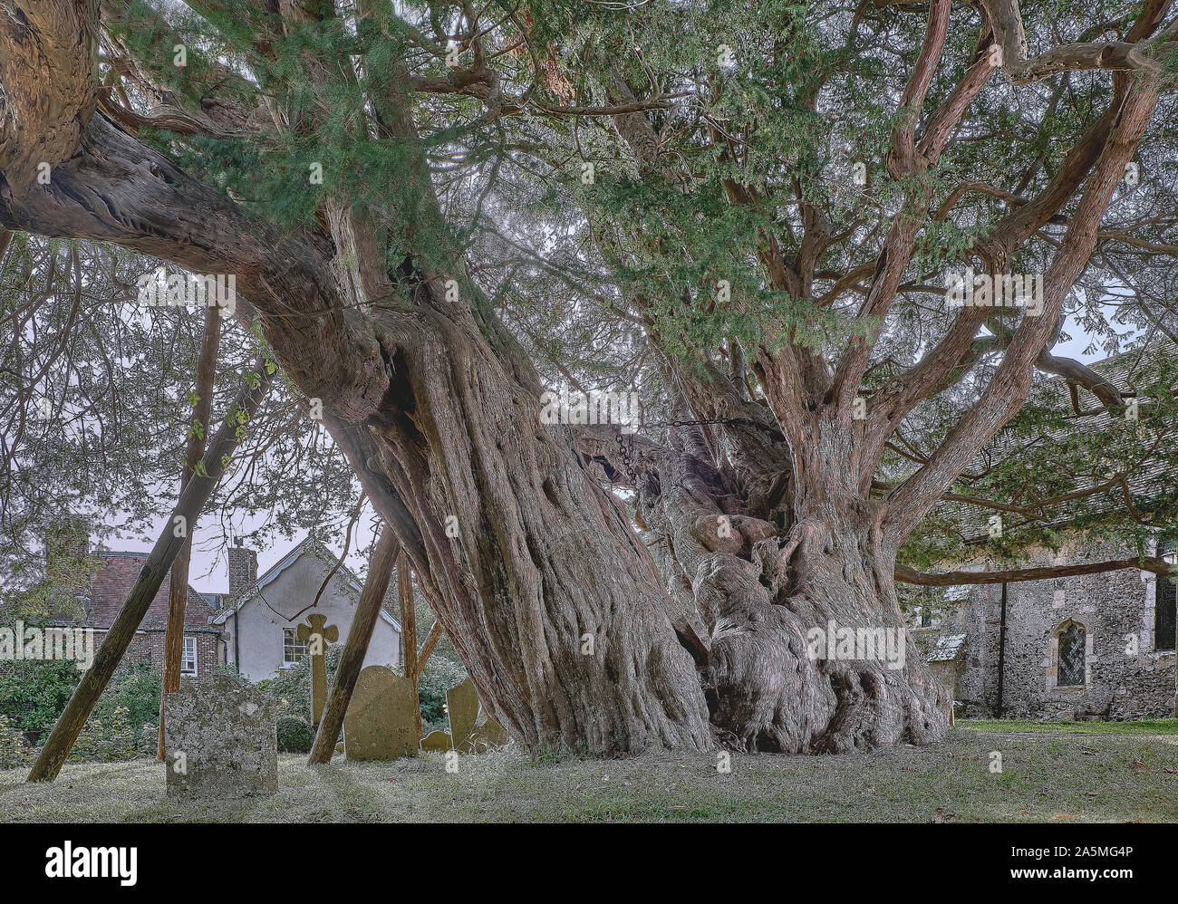 Giant ancient yew tree at Wilmington Churchyard, East Sussex Stock ...