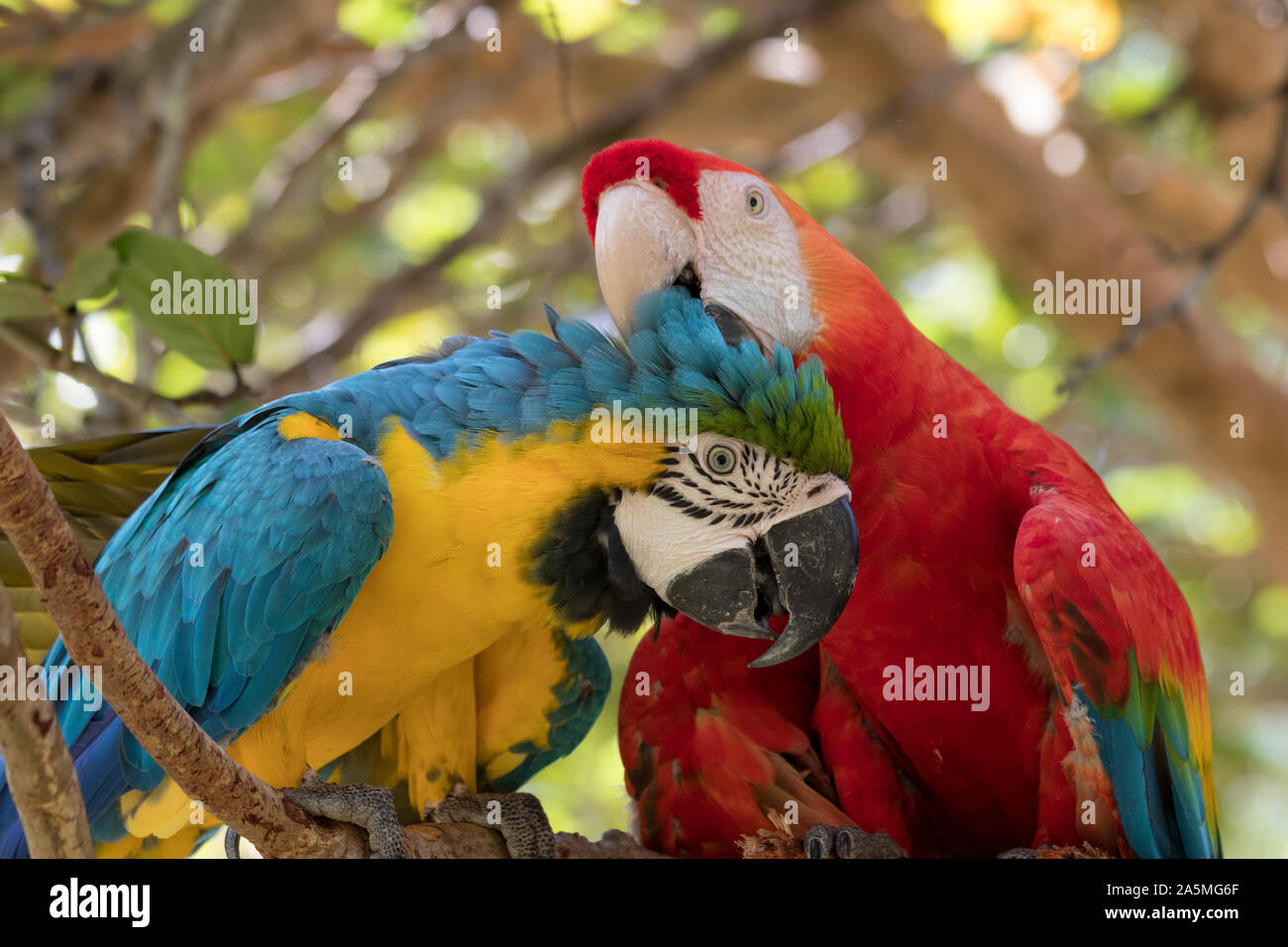 two parrots chilling on a tree Stock Photo - Alamy