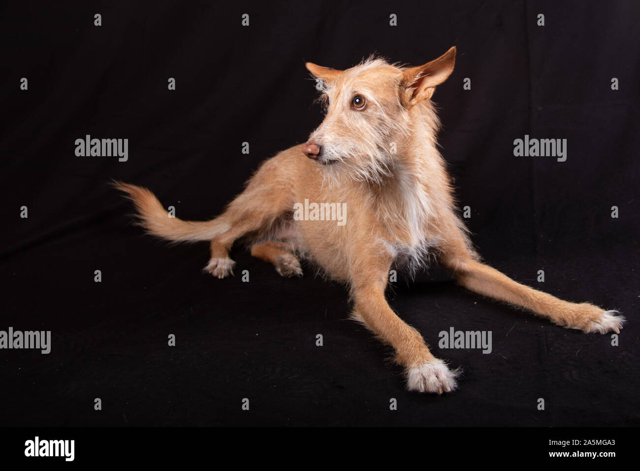 cute light brown podenco with black background Stock Photo - Alamy