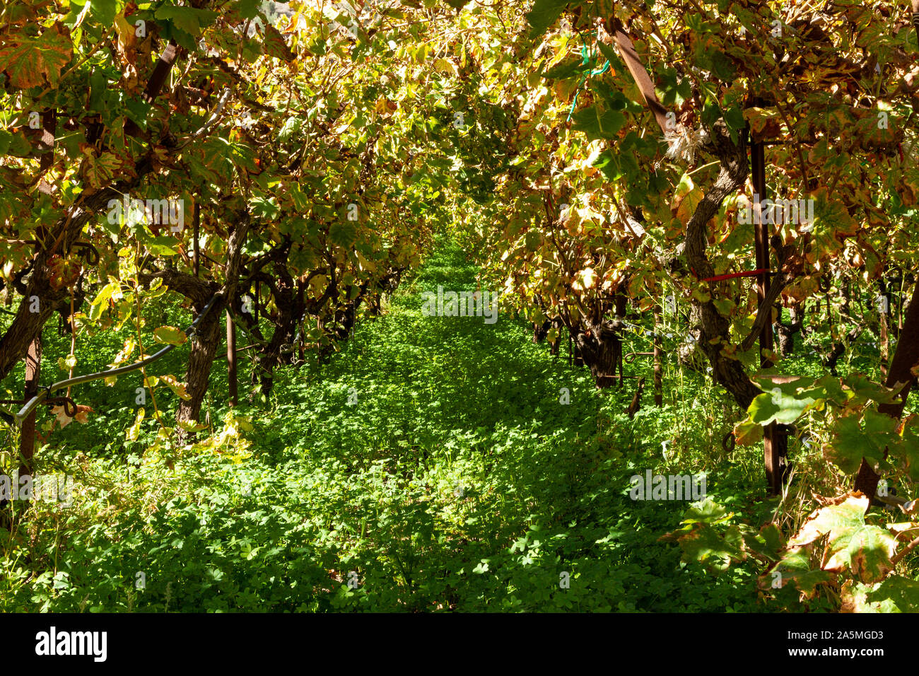 Viticulture grapevine hi-res stock photography and images - Alamy