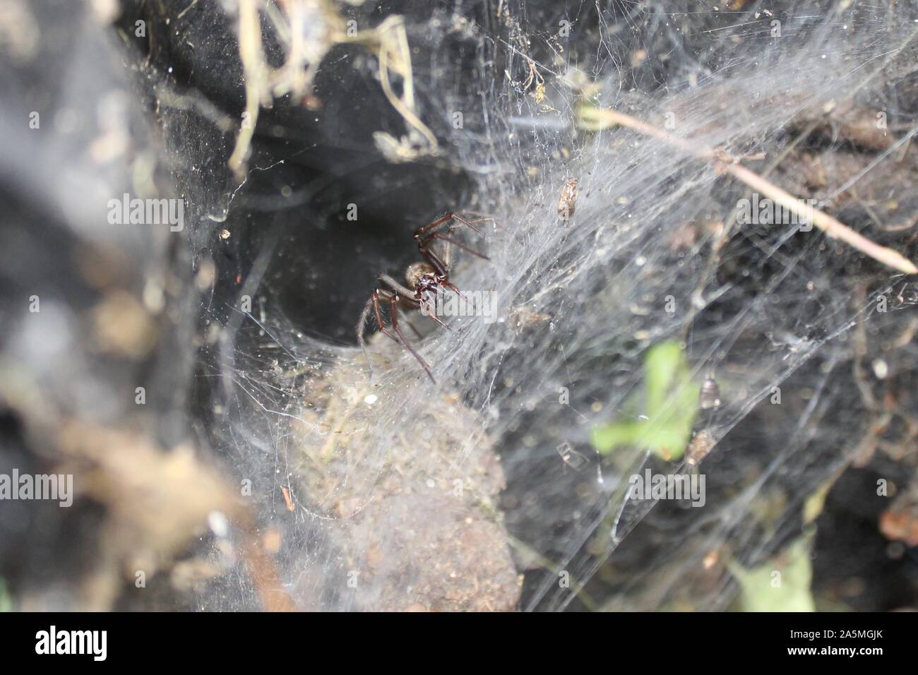 The picture shows a dust spider in the garden Stock Photo - Alamy