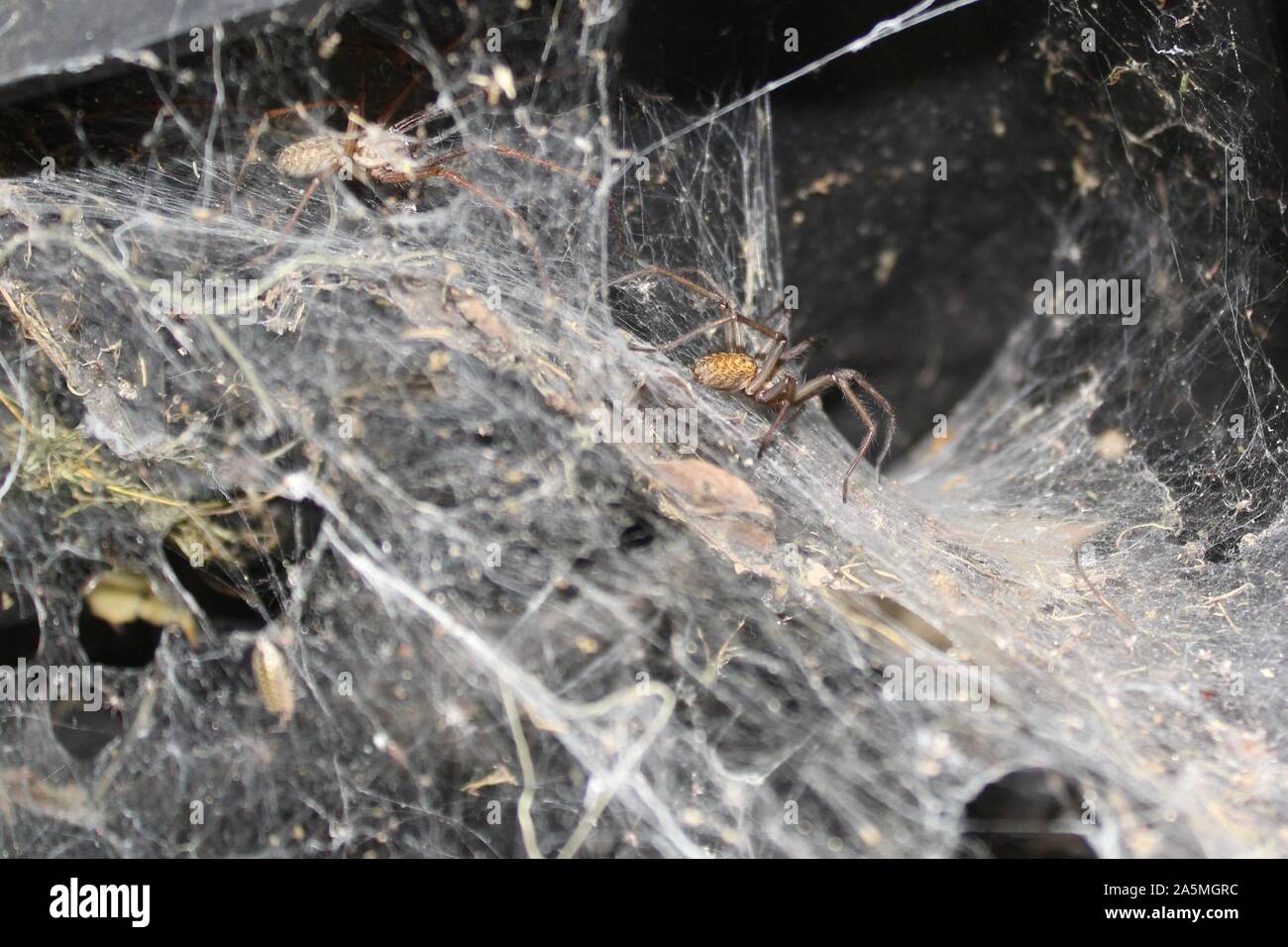 The picture shows a dust spider in the garden Stock Photo - Alamy