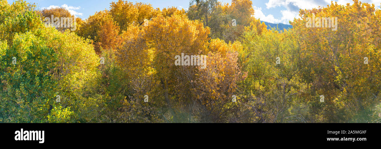 Southern california tree tops hi-res stock photography and images - Alamy