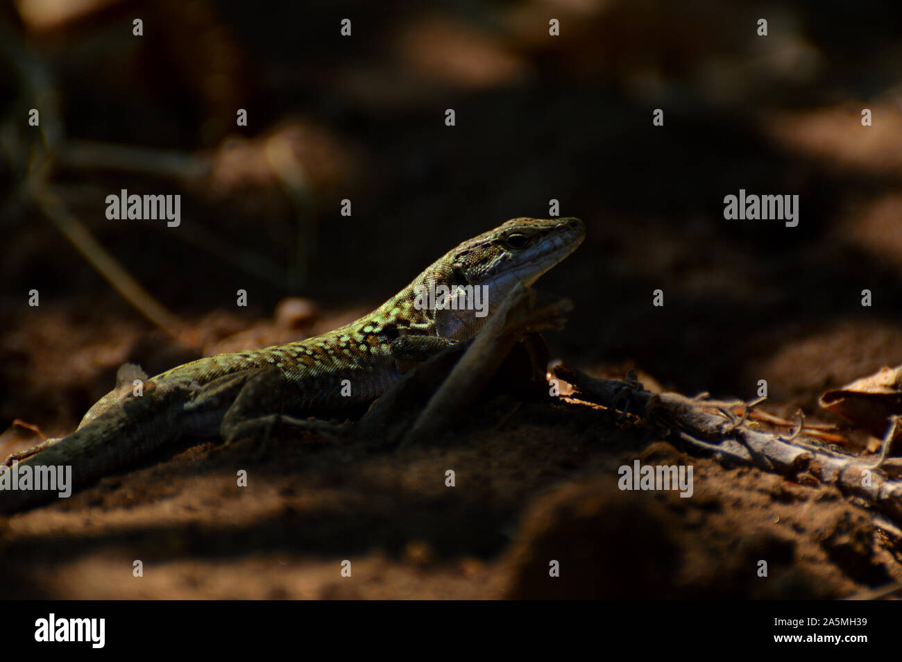 Italian wall lizard close up Stock Photo - Alamy