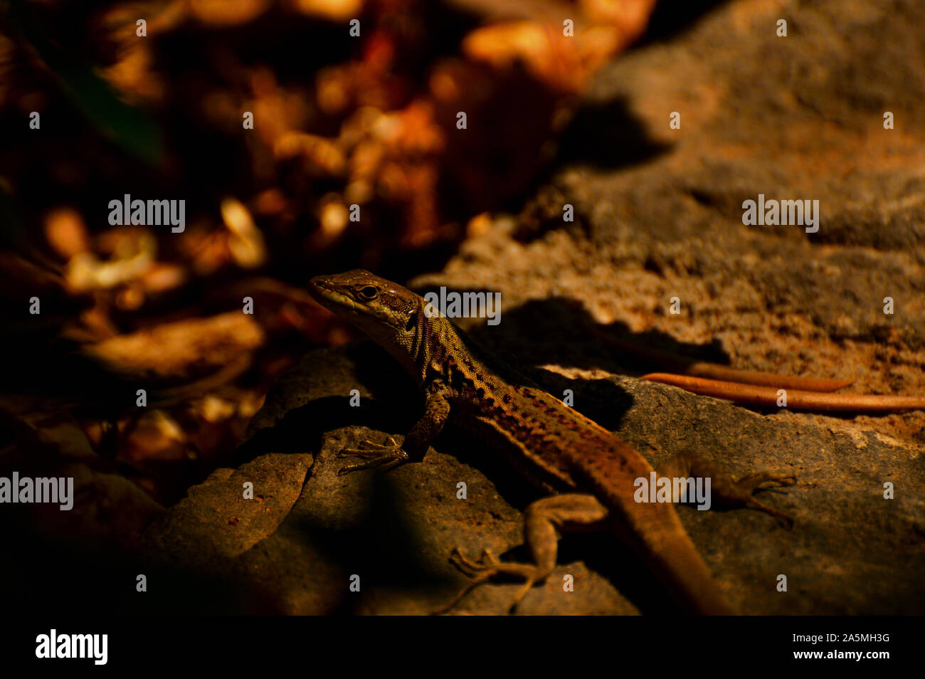 Italian wall lizard close up Stock Photo - Alamy