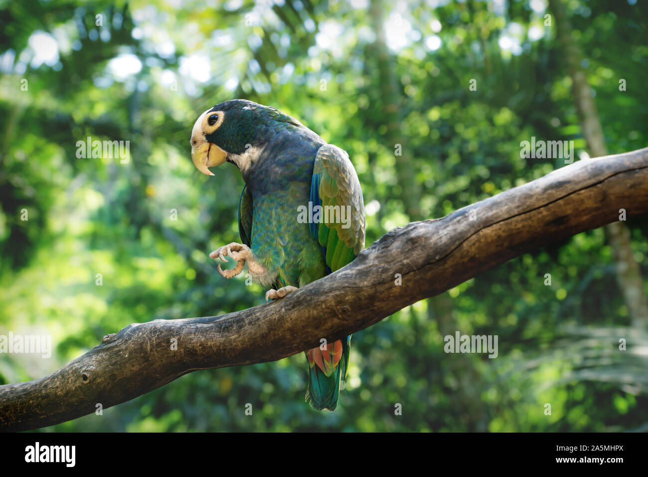 Dancing blue green small parrot on a brank in the green sunlit jungle ...