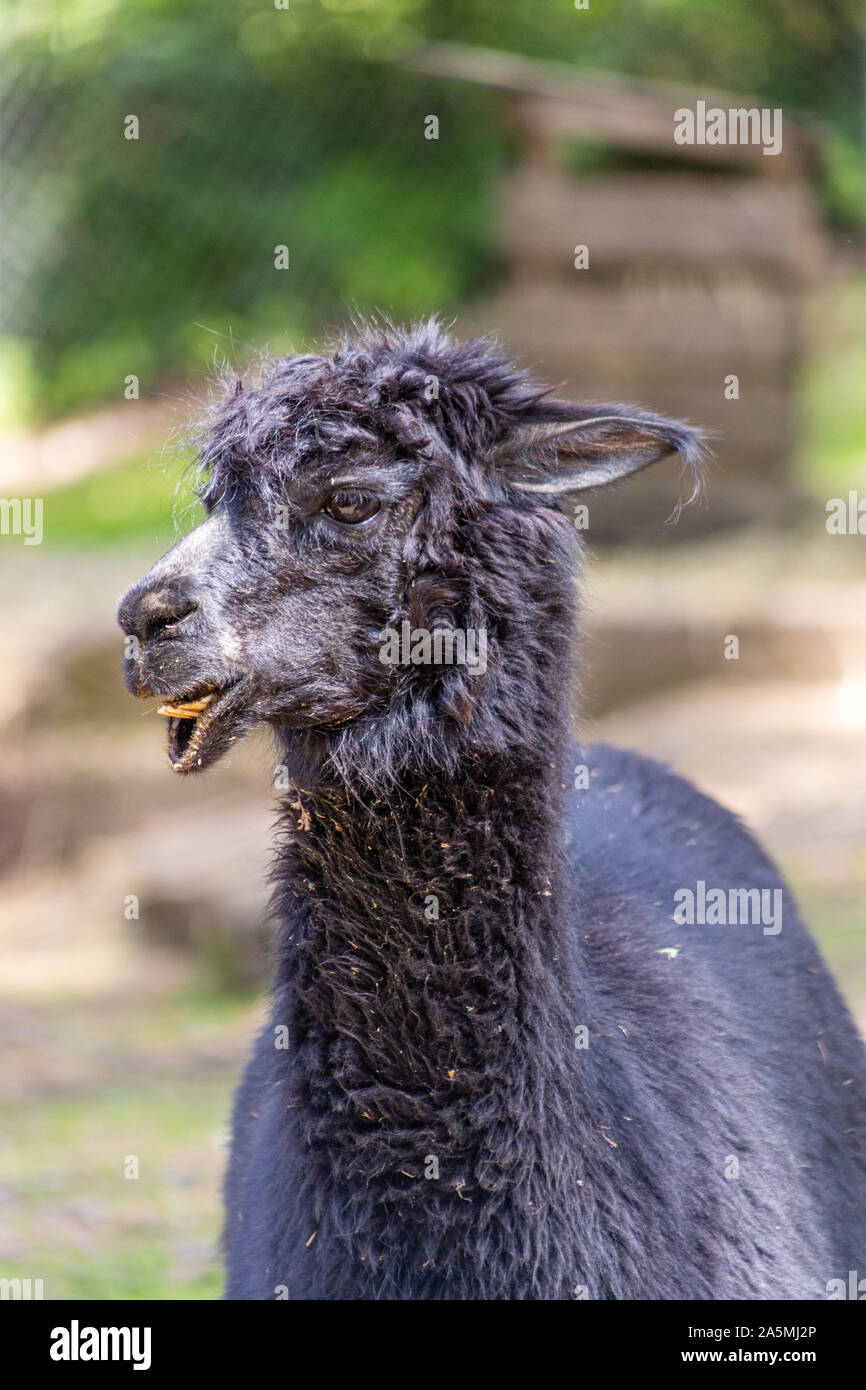 Black alpaca hi-res stock photography and images - Alamy