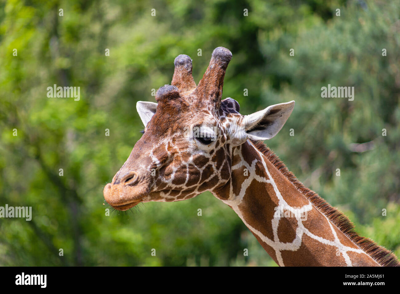 Sideways giraffe hi-res stock photography and images - Alamy