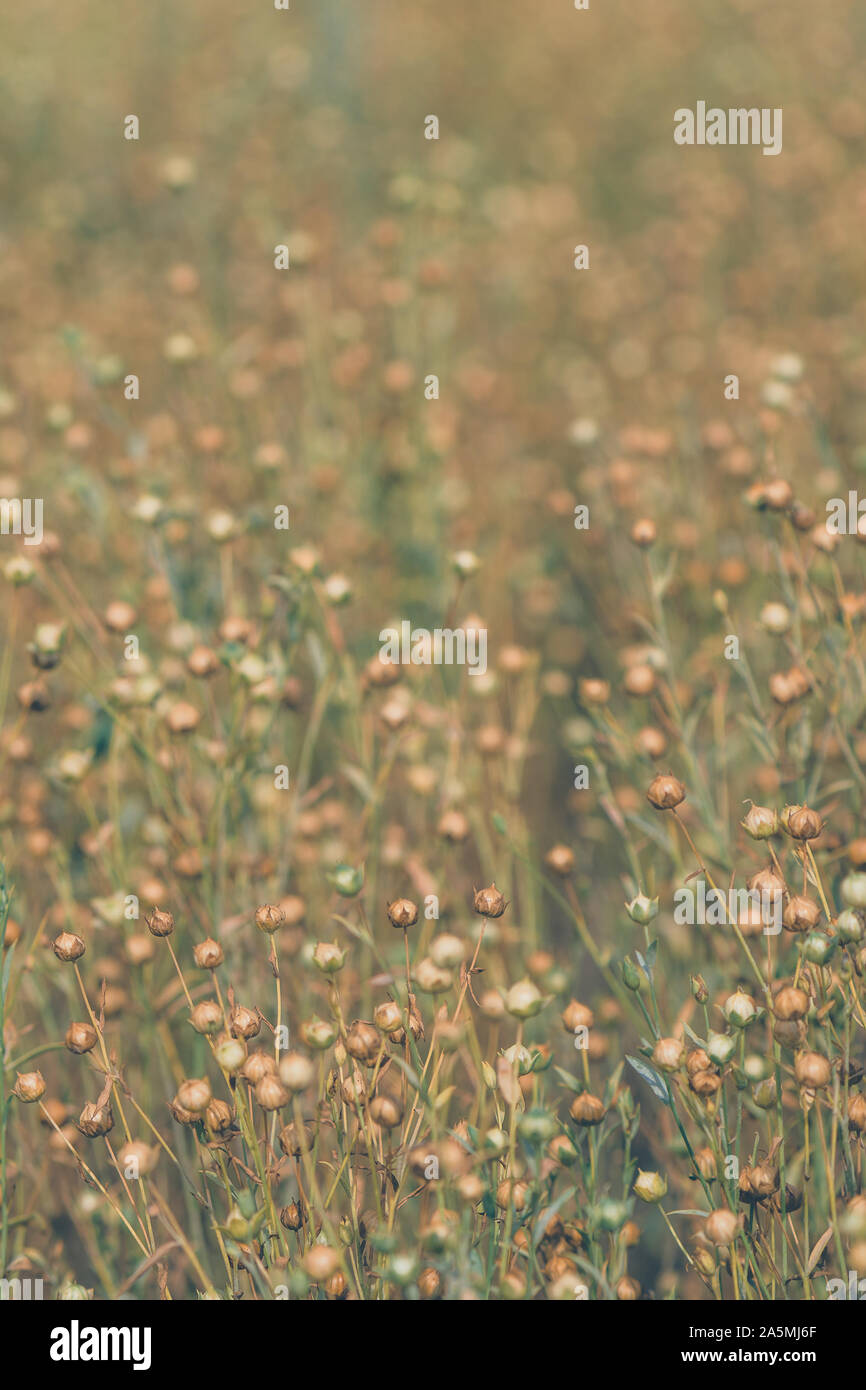 Linseed farming hi-res stock photography and images - Alamy
