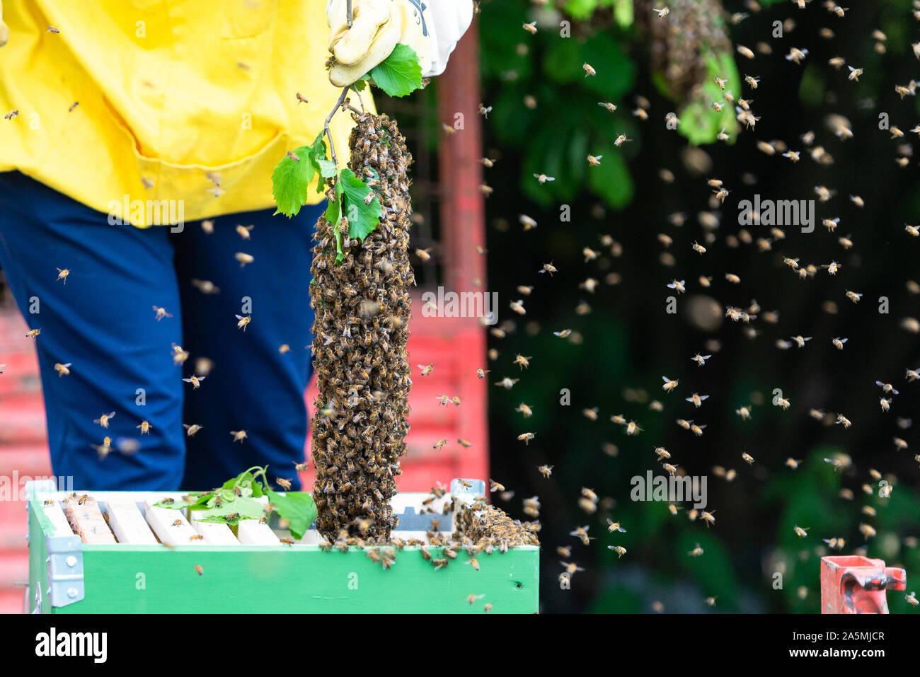 Swarming bees. The capture of the bee colony. A large swarm of bees in ...