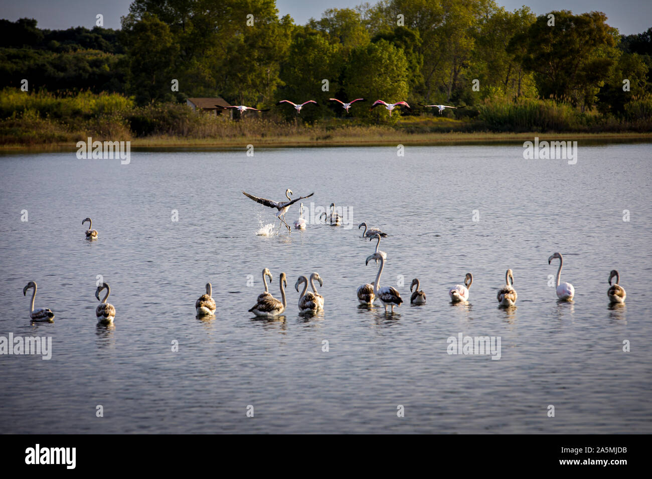 Corfu wildlife hi-res stock photography and images - Alamy