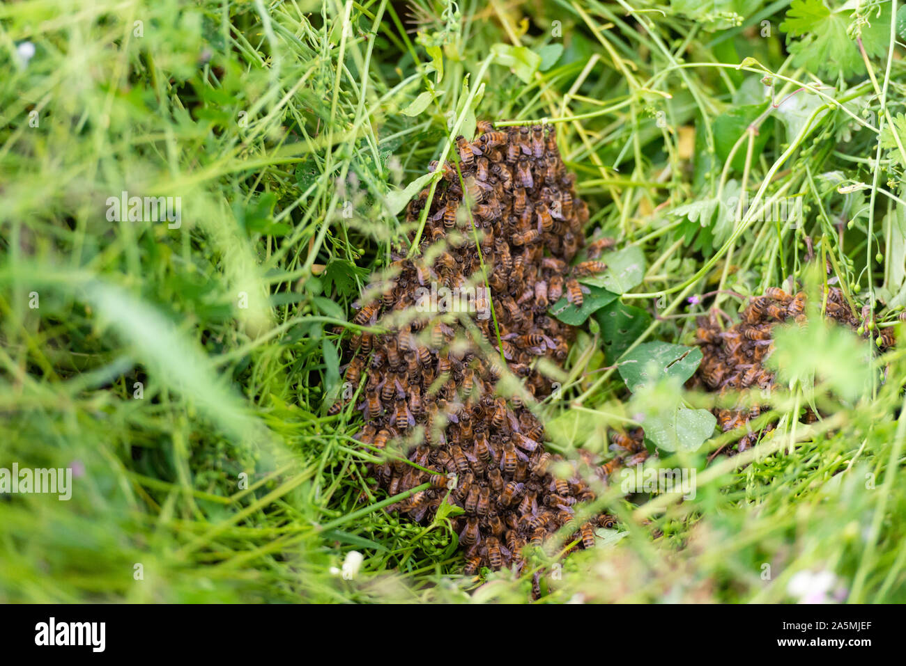 Swarming bees. Big swarm of bees in the grass. The capture of the bee ...