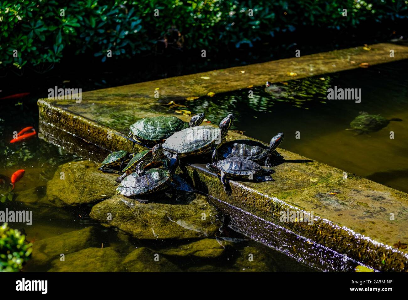 Pet aquatic turtles red-eared slider,Trachemys scripta elegans, sitting ...
