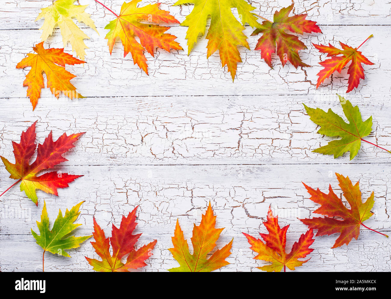 Autumn background with maple leaves Stock Photo - Alamy